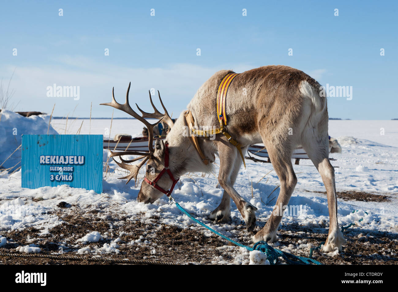 Snow reindeer hi-res stock photography and images - Alamy