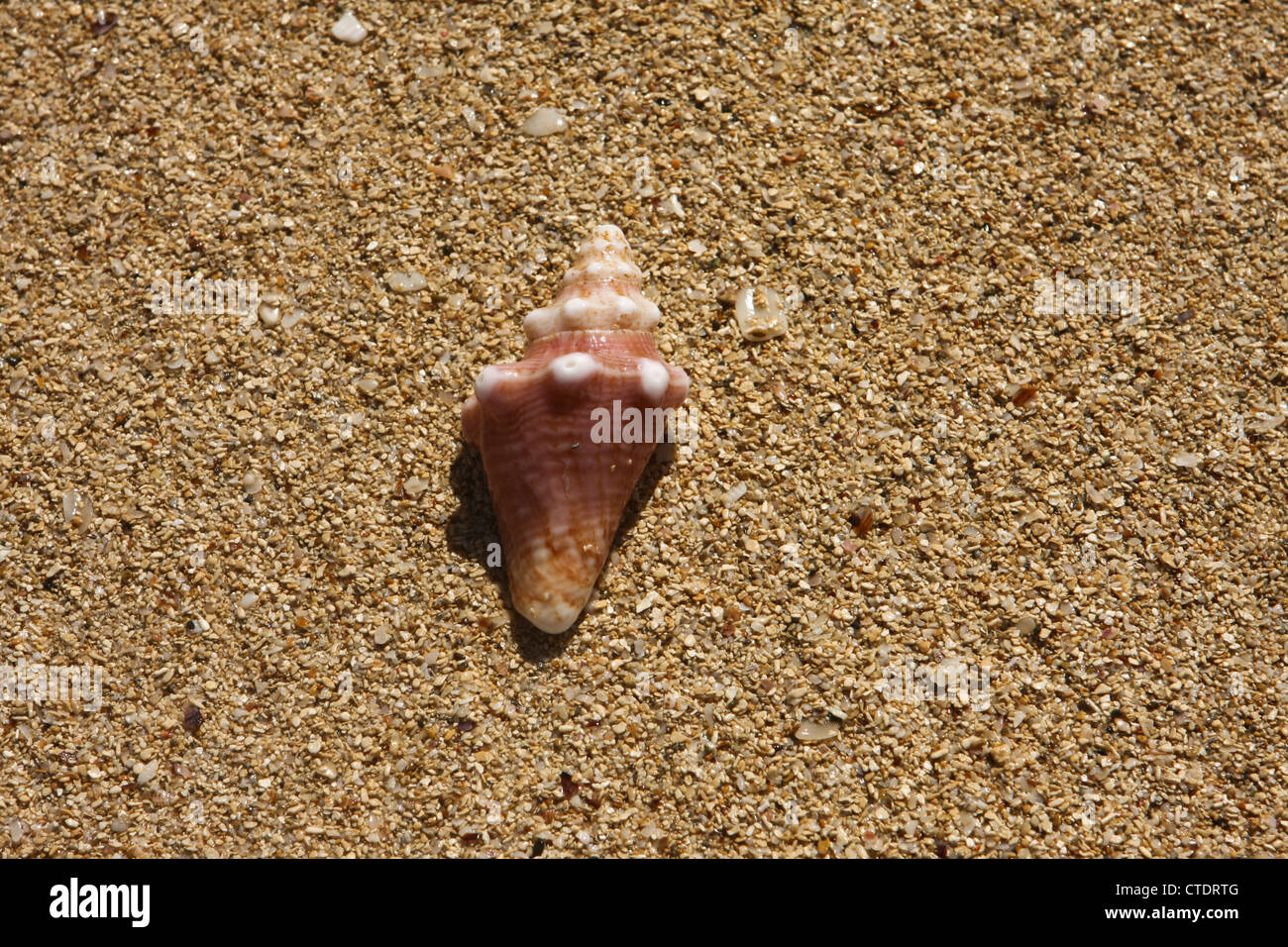 Seashell on the shore of St Croix, US Virgin Islands Stock Photo - Alamy