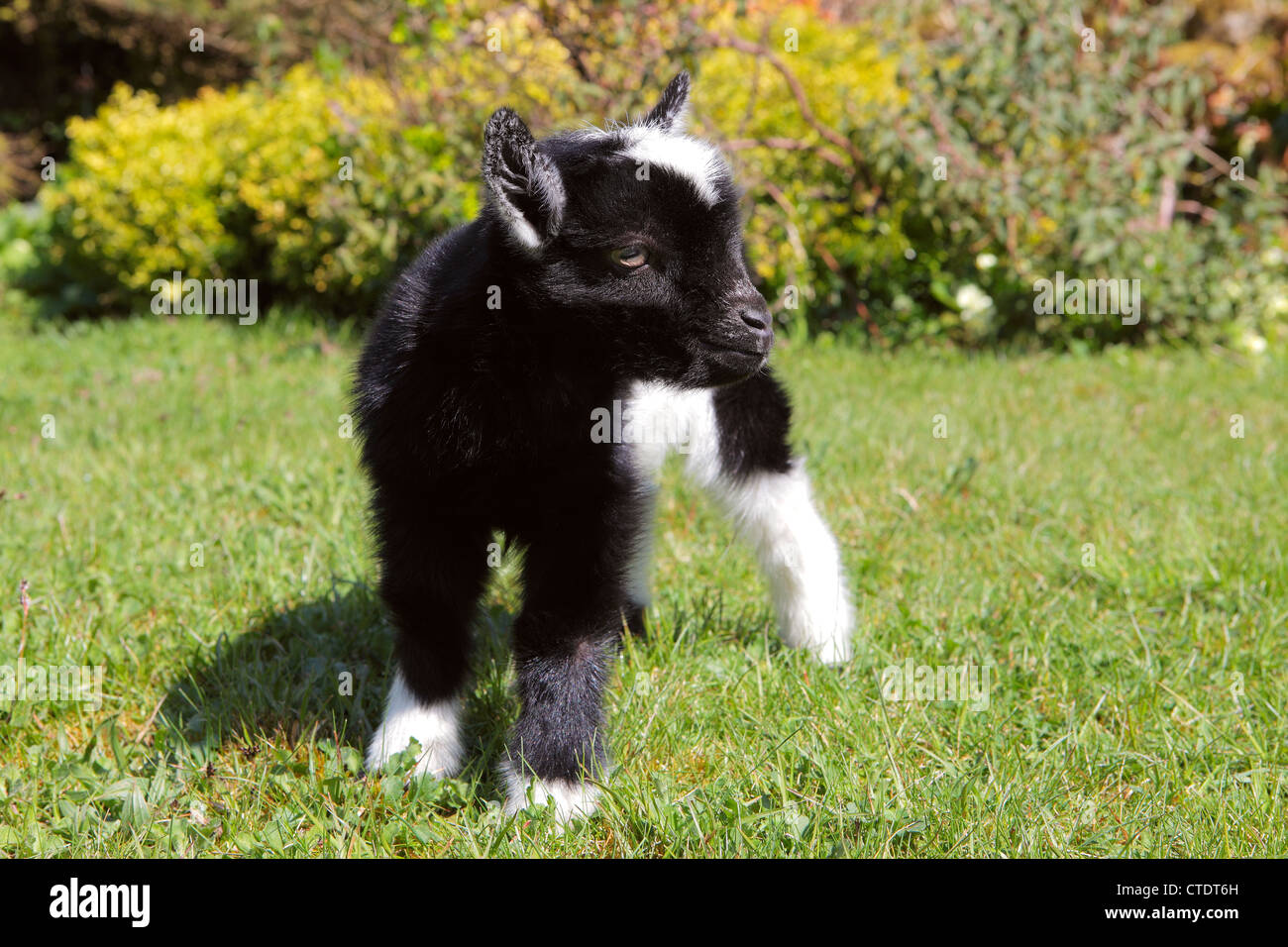 Pygmy baby goat hi-res stock photography and images - Alamy