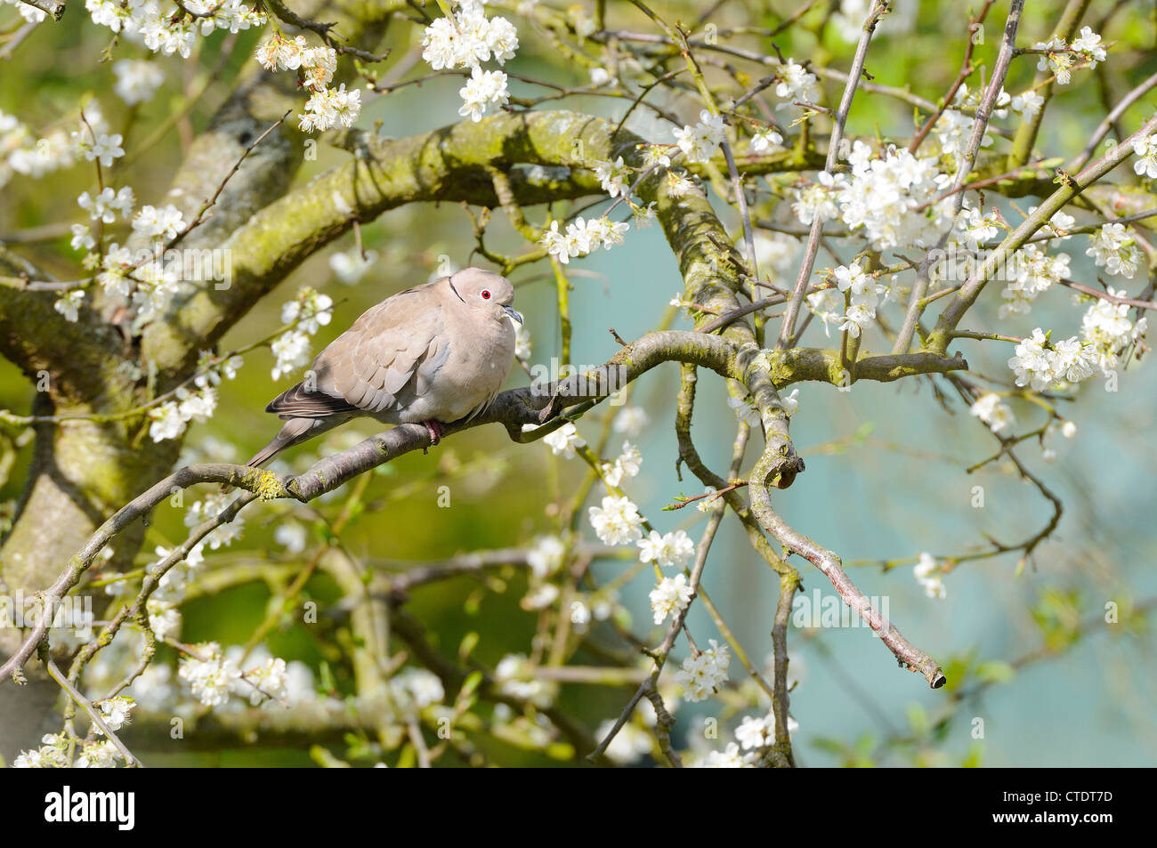 Collard dove bird hi-res stock photography and images - Alamy