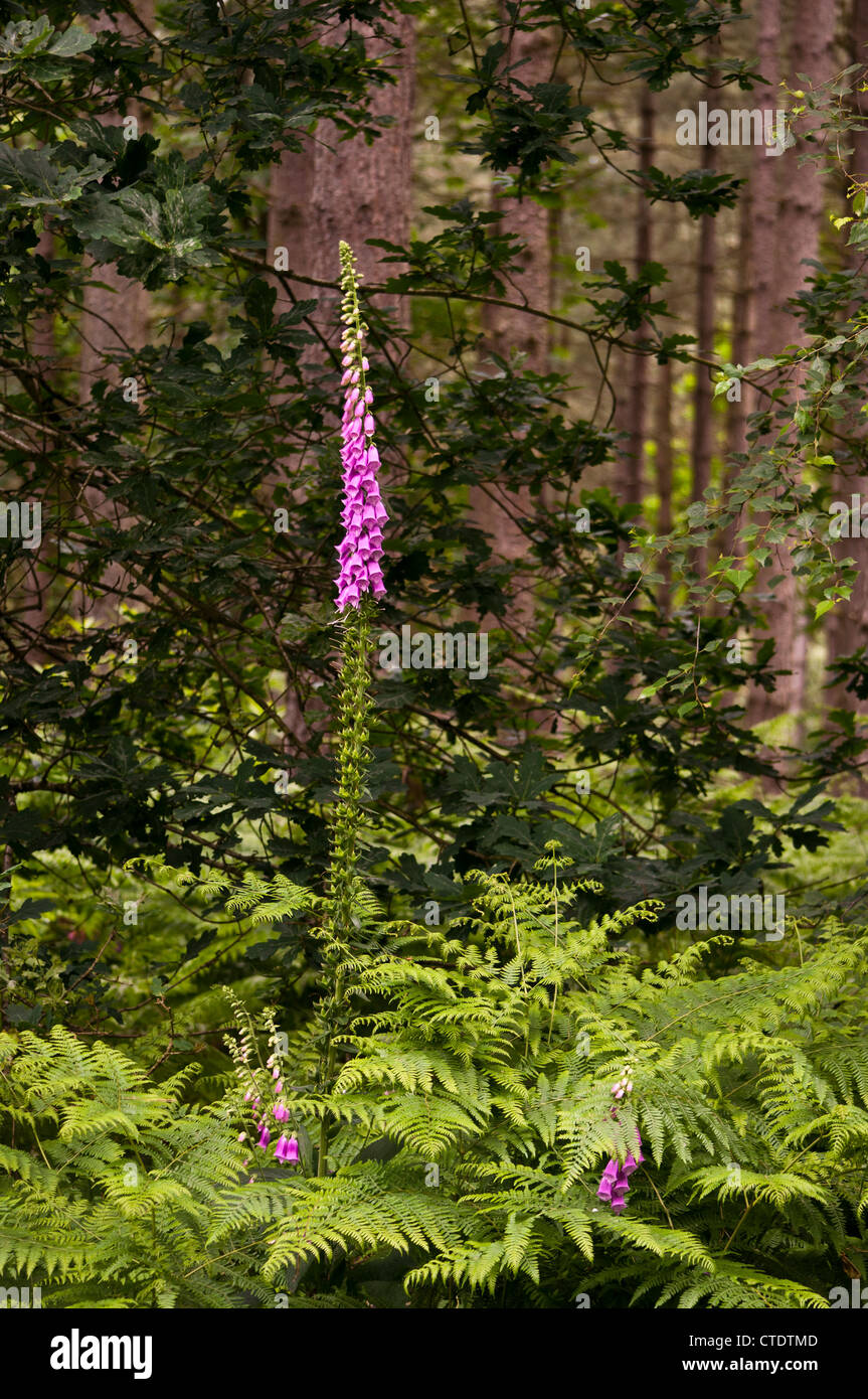 Tall foxglove in woodland “digitalis purpurea” Stock Photo - Alamy