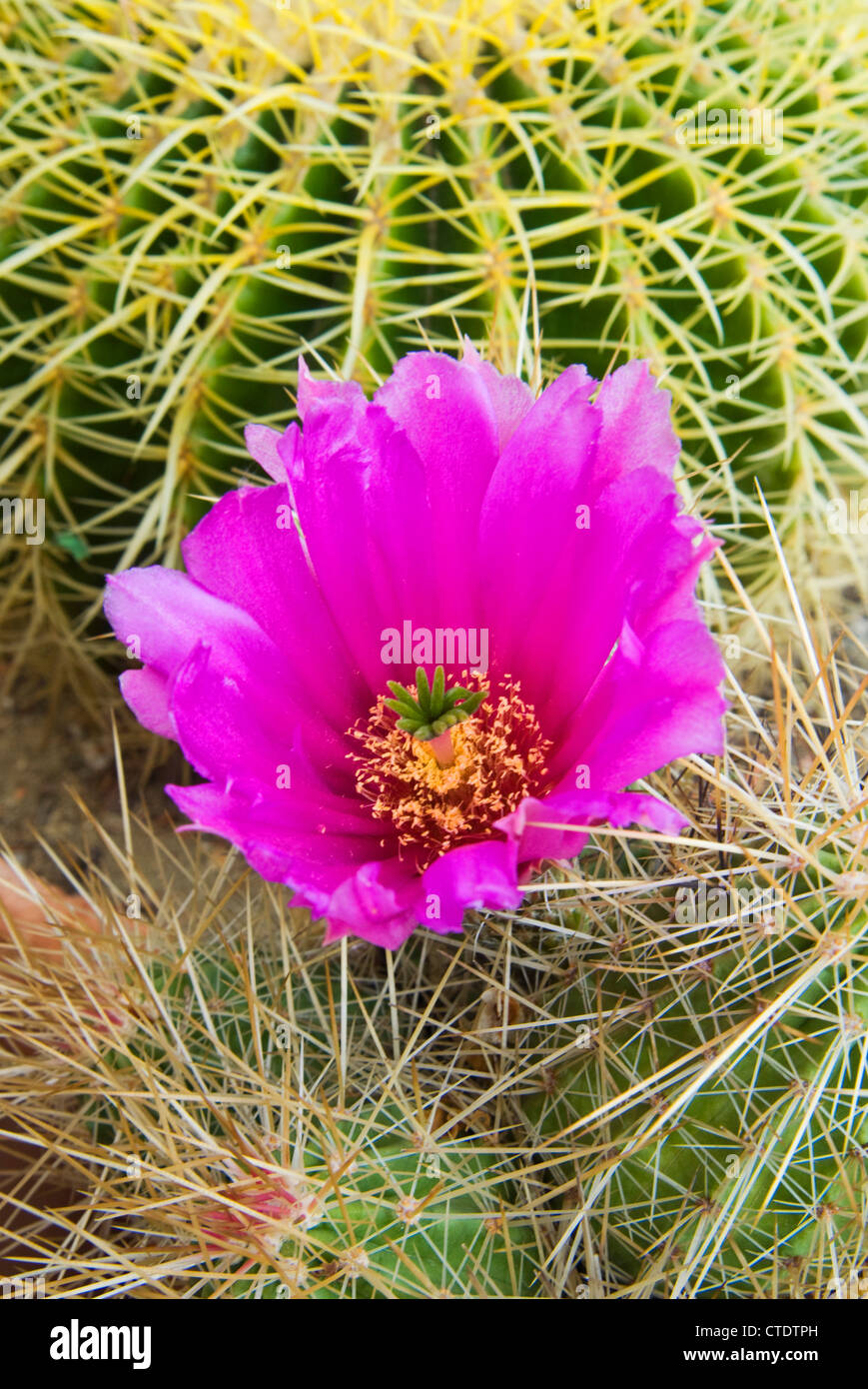 Flower of Echinocereus engelmannii, background Echinocactus grusonii ...