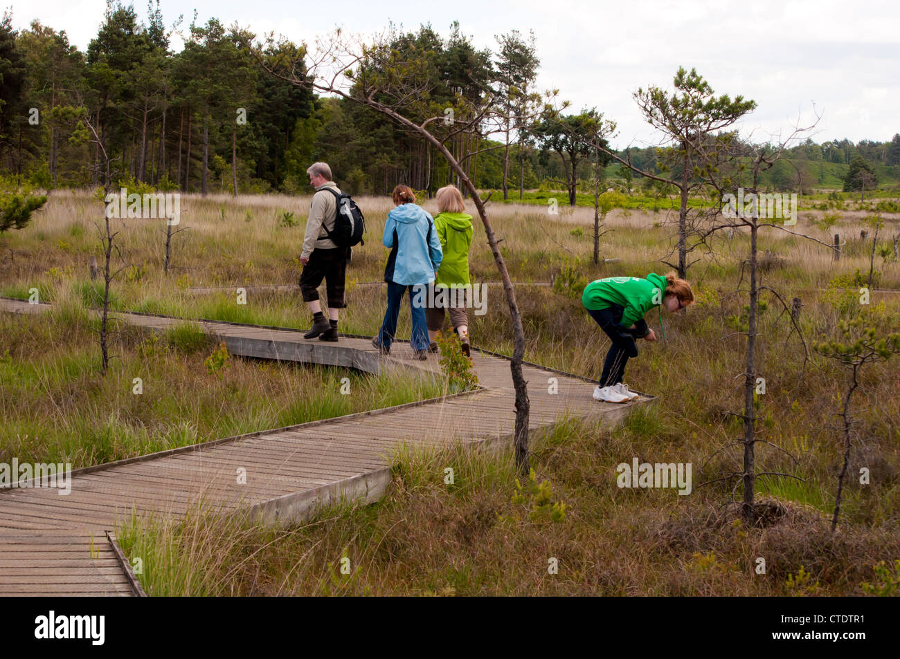 Dersingham bog nature reserve Stock Photo - Alamy