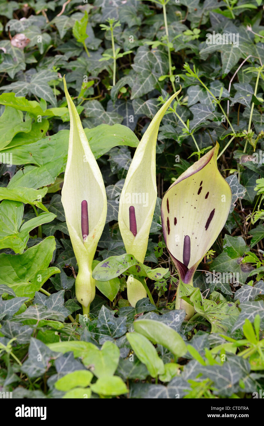 Wild Arum, Cuckoo Pint, or Lords and Ladies (arum maculatum) showing ...