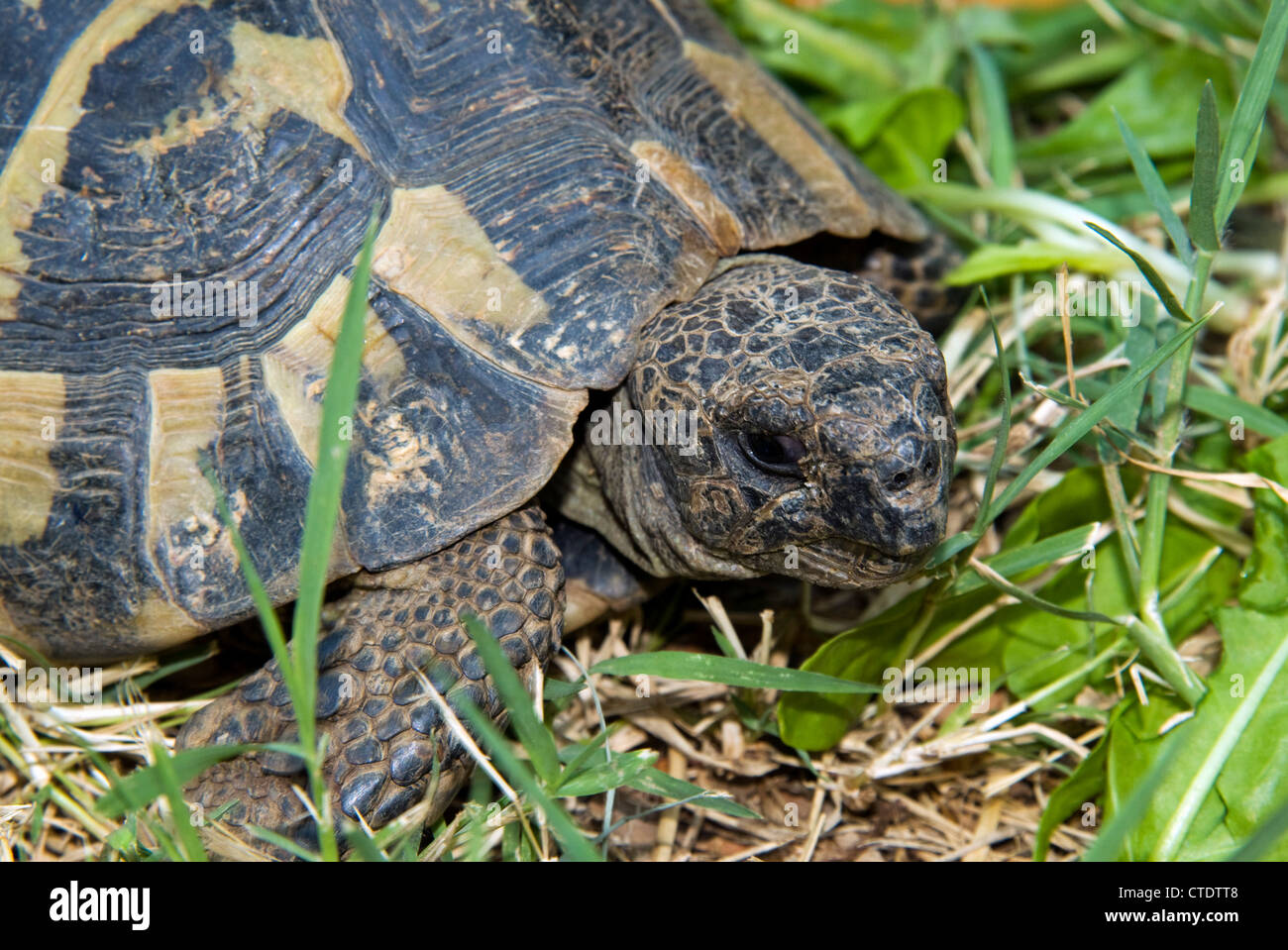 Tortoise in colour hi-res stock photography and images - Alamy