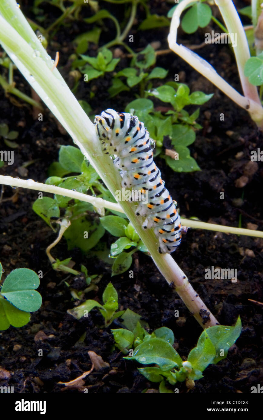 Papilio machaon larva (butterfly of the family Papilionidae Stock Photo ...