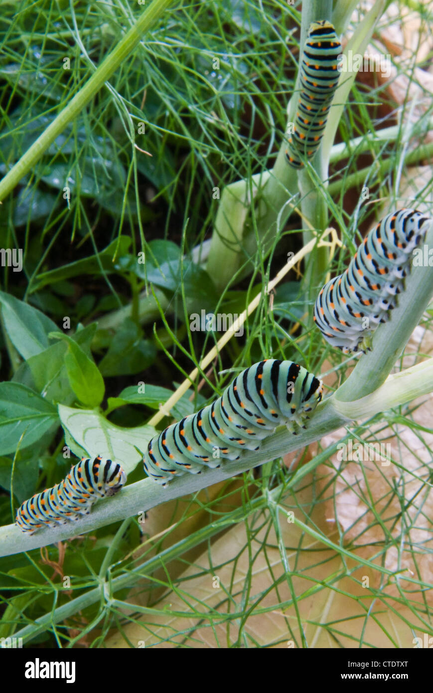 Papilio machaon larvae (butterfly of the family Papilionidae Stock ...