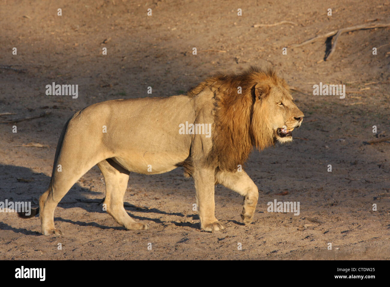 Lion male lion hi-res stock photography and images - Alamy