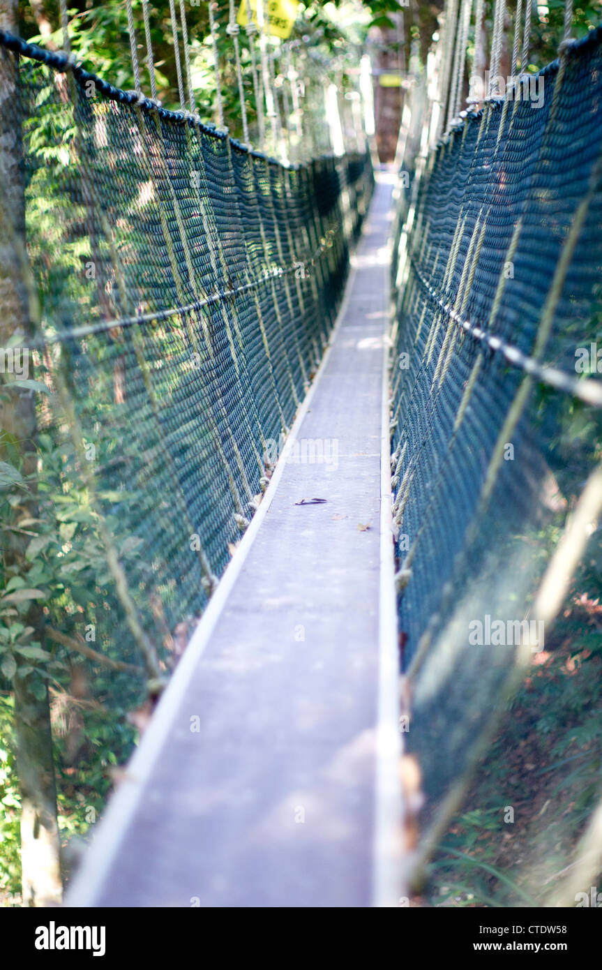 canopy walkway, hanging bridges from tree to tree, for conceptual usage ...
