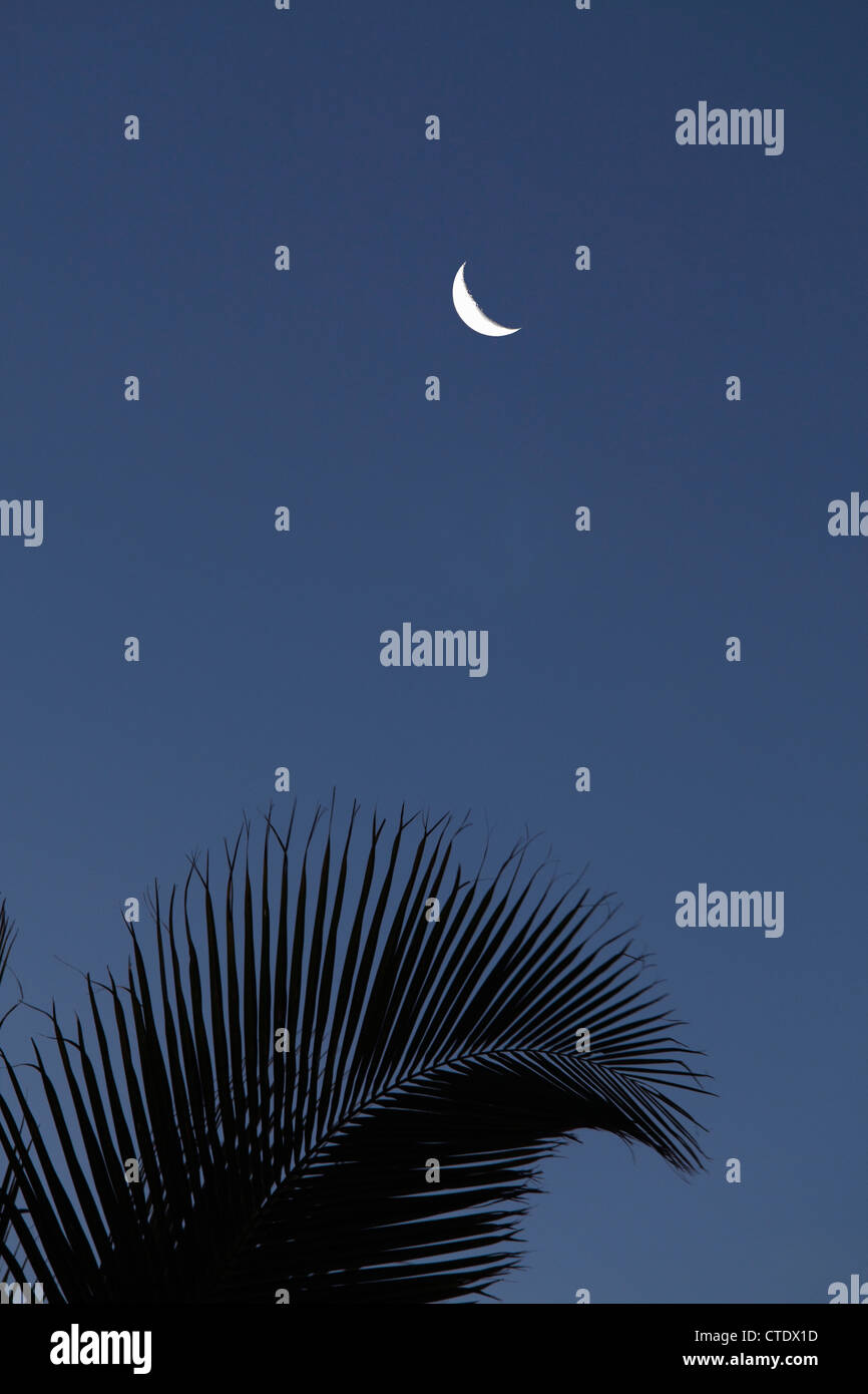Moon and palm tree hi-res stock photography and images - Alamy