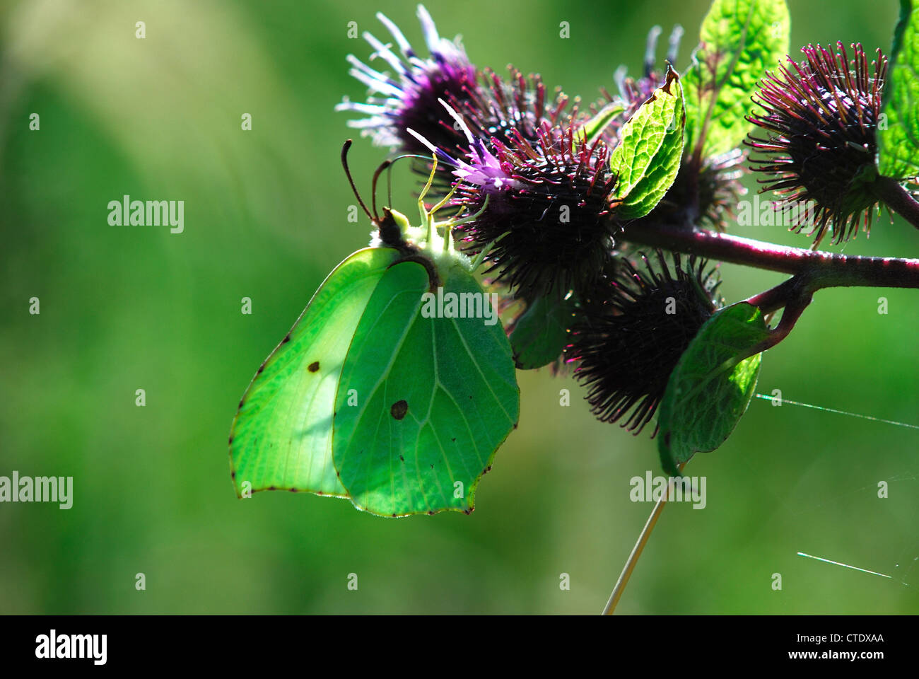 Yellow butterfly brimstone sulphur hi-res stock photography and images ...