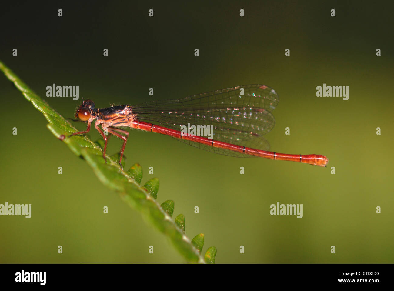 Long body insect hi-res stock photography and images - Alamy