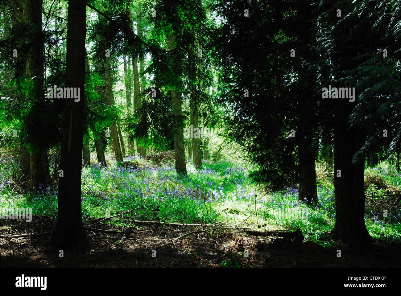 A view of Piddles Wood Dorset UK Stock Photo - Alamy