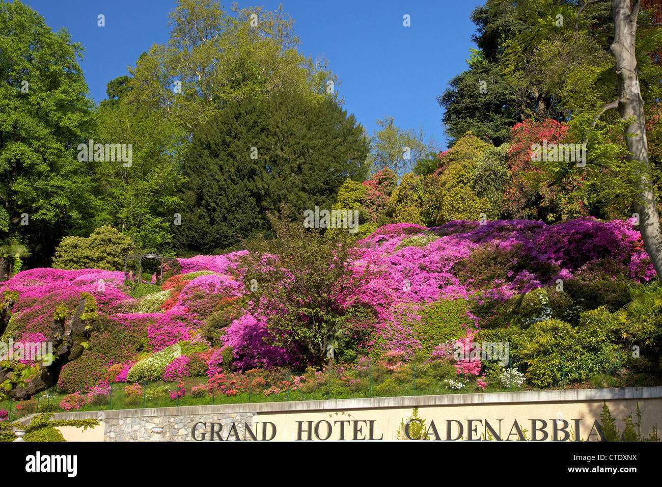 Azaleas flowering in spring sunshine, Grand Hotel Cadenabbia, Lake Como ...