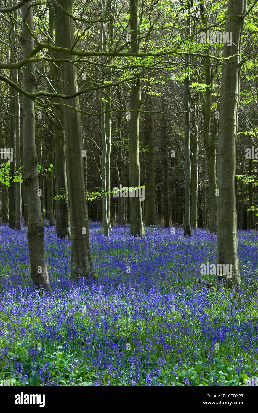 Milton abbas wood hi-res stock photography and images - Alamy