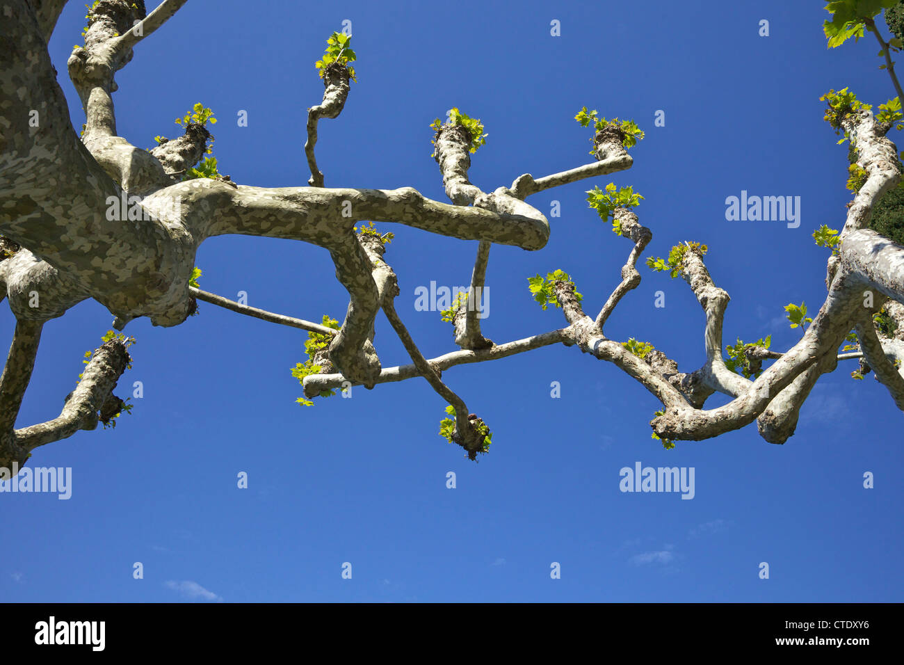 Pruned plane trees in spring sunshine, Villa Balbianello, Lake Como ...