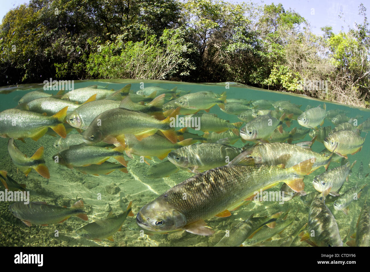 Brazil school of fish amazon hi-res stock photography and images - Alamy