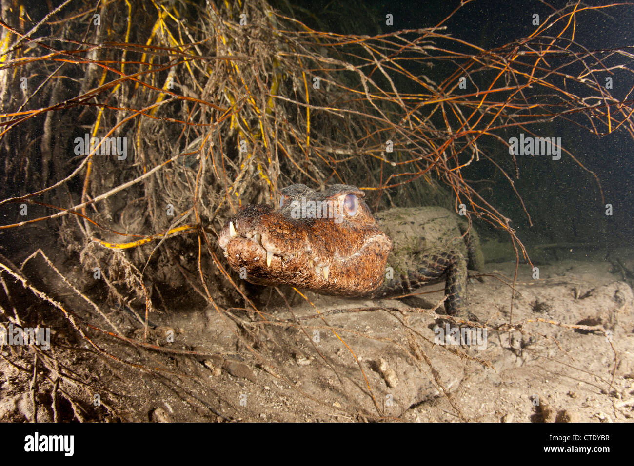 Cuviers Dwarf Caiman, Paleosuchus palpebrosus, Rio Formoso, Bonito ...