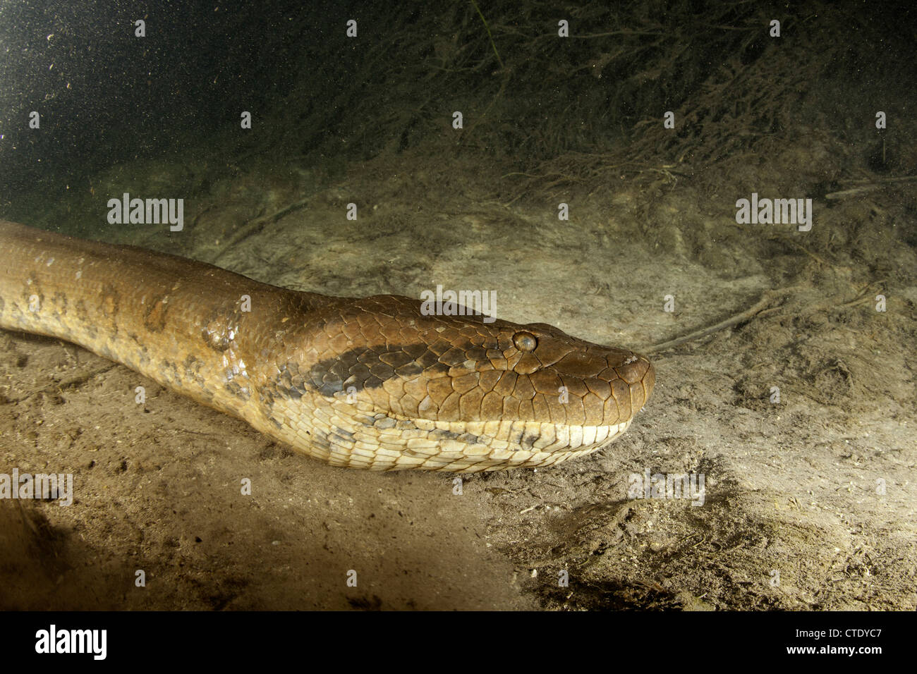 Rio Amazonas Anaconda