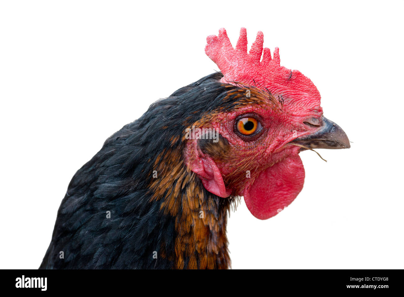 Chicken on head hi-res stock photography and images - Alamy