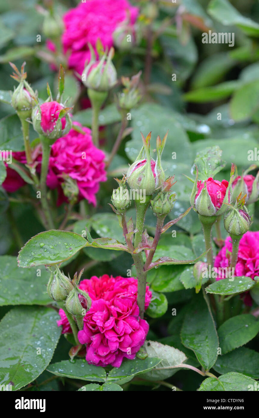 Old bush Rose, China Rose Stock Photo - Alamy