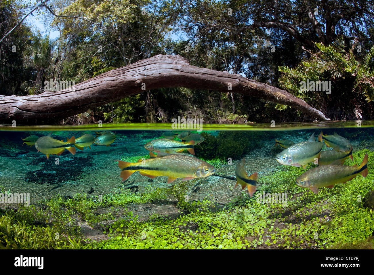 Shoal of Piraputanga, Brycon hilarii, Rio Sucuri, Bonito, Mato Grosso ...