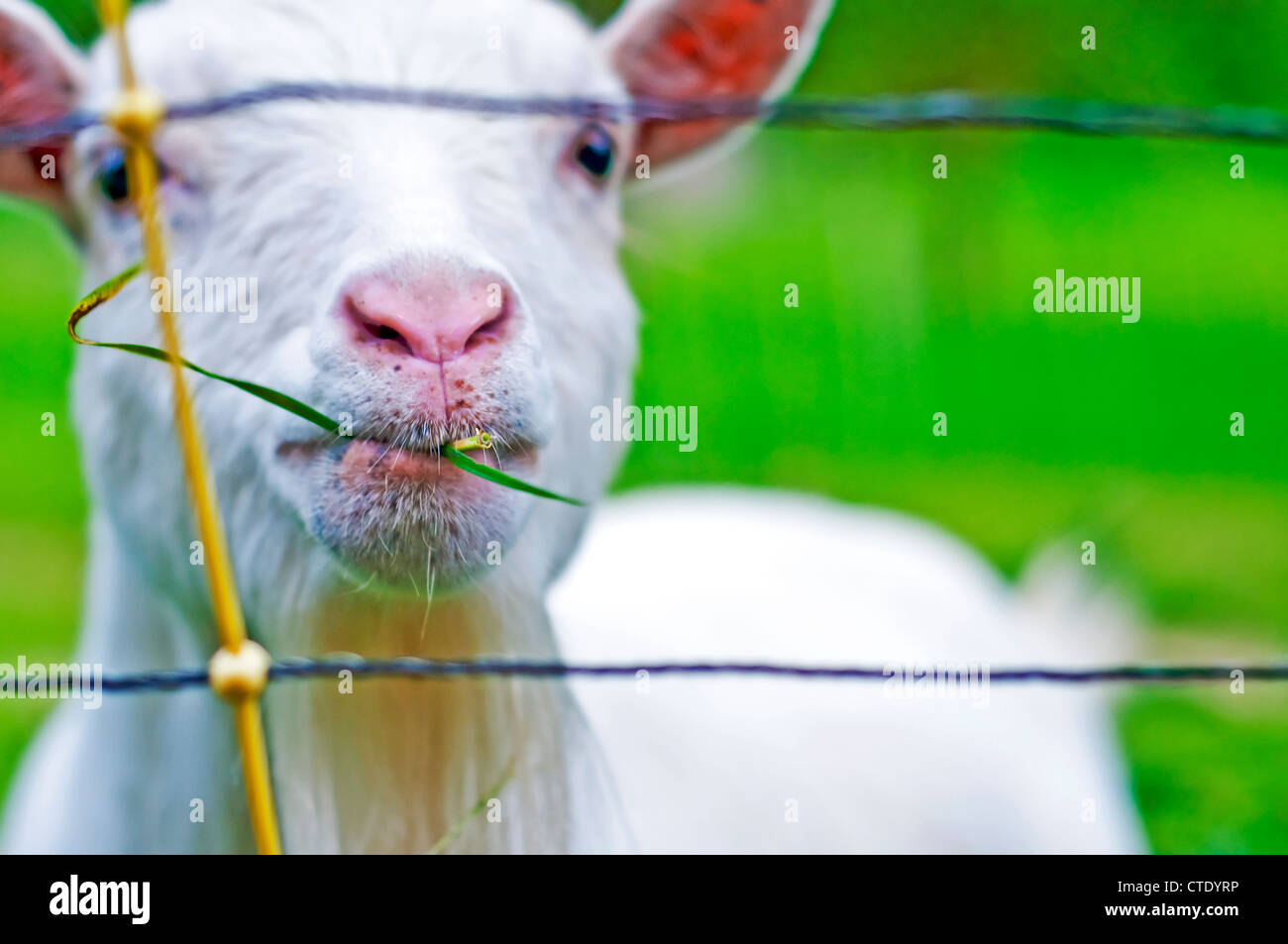 goat looking curious with grass Stock Photo - Alamy
