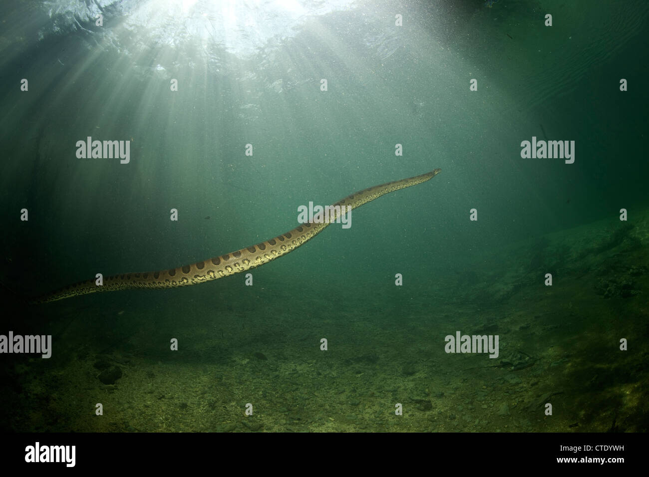 Green anaconda hi-res stock photography and images - Alamy