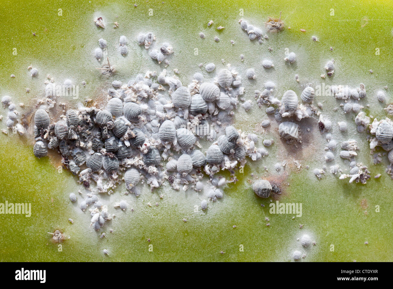 Cochenille mealy bugs on cacti - Mala, Lanzarote, Canary Islands, Spain ...