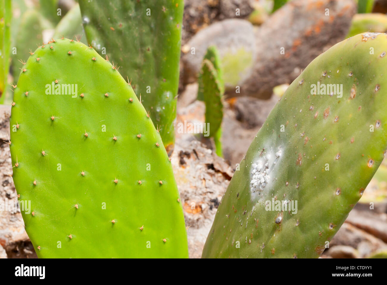 Cochenille mealy bugs on cacti - Mala, Lanzarote, Canary Islands, Spain ...