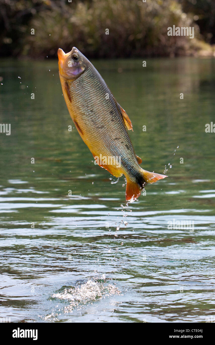 Jumping fish hi-res stock photography and images - Alamy