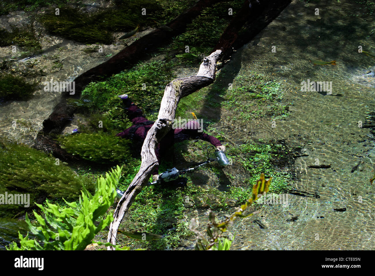 Snorkeling in Formoso River, Bonito, Mato Grosso do Sul, Brazil Stock ...