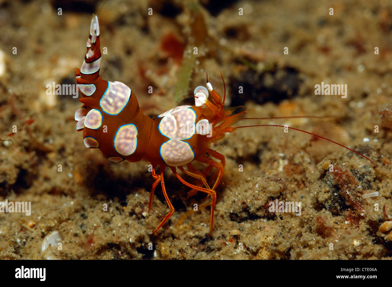 Squat shrimp hi-res stock photography and images - Alamy