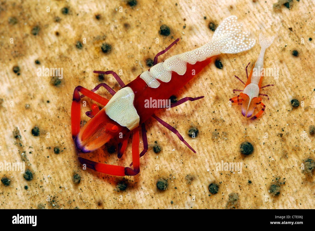 Pair of Imperator Shrimp, Periclimenes imperator, Lembeh Strait, North ...
