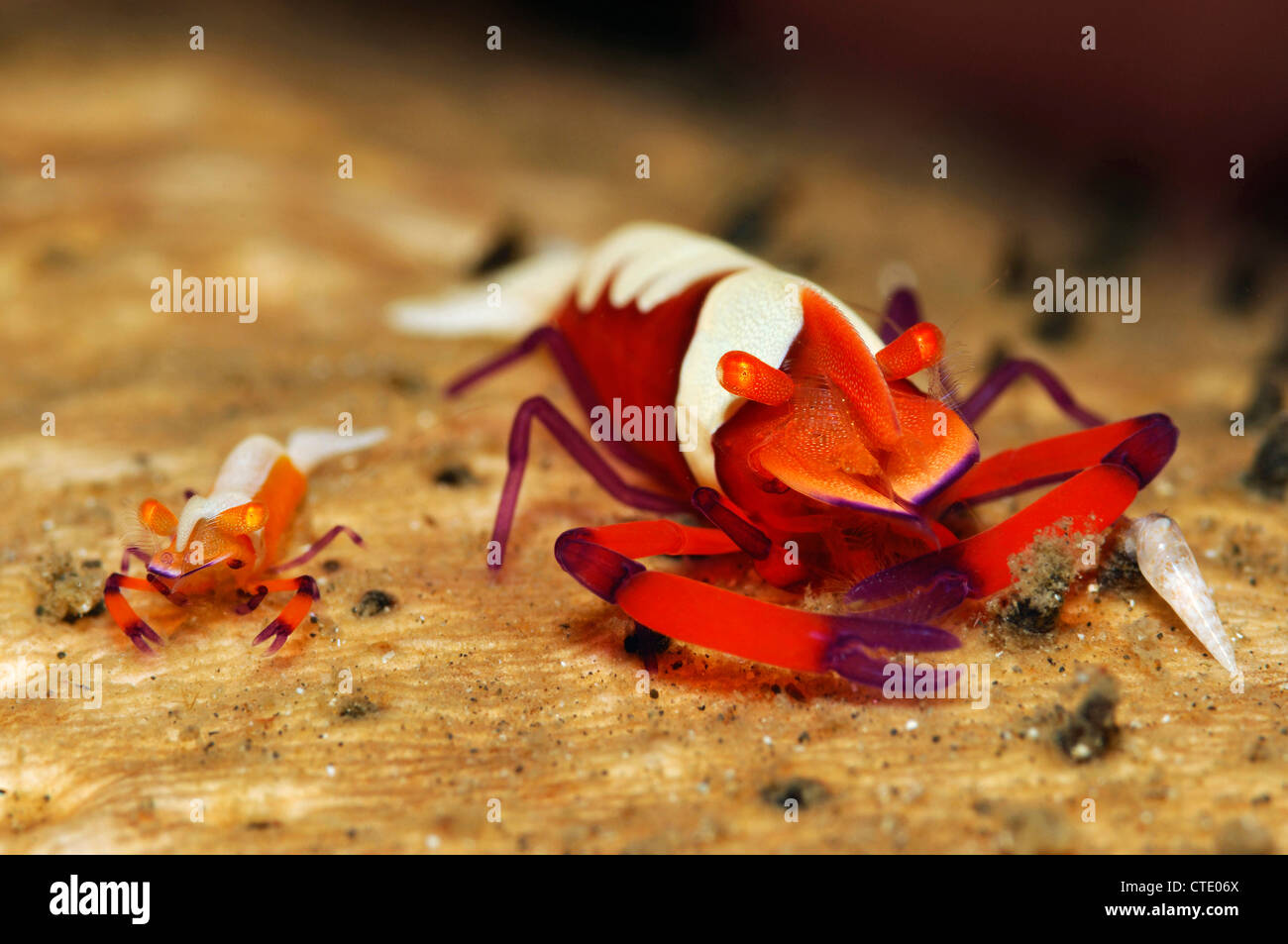 Pair of Imperator Shrimp, Periclimenes imperator, Lembeh Strait, North ...