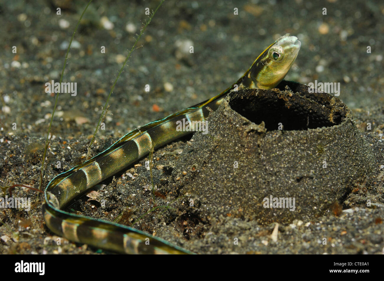 Snake Blenny, Xiphasia setifer, Lembeh Strait, North Sulawesi ...