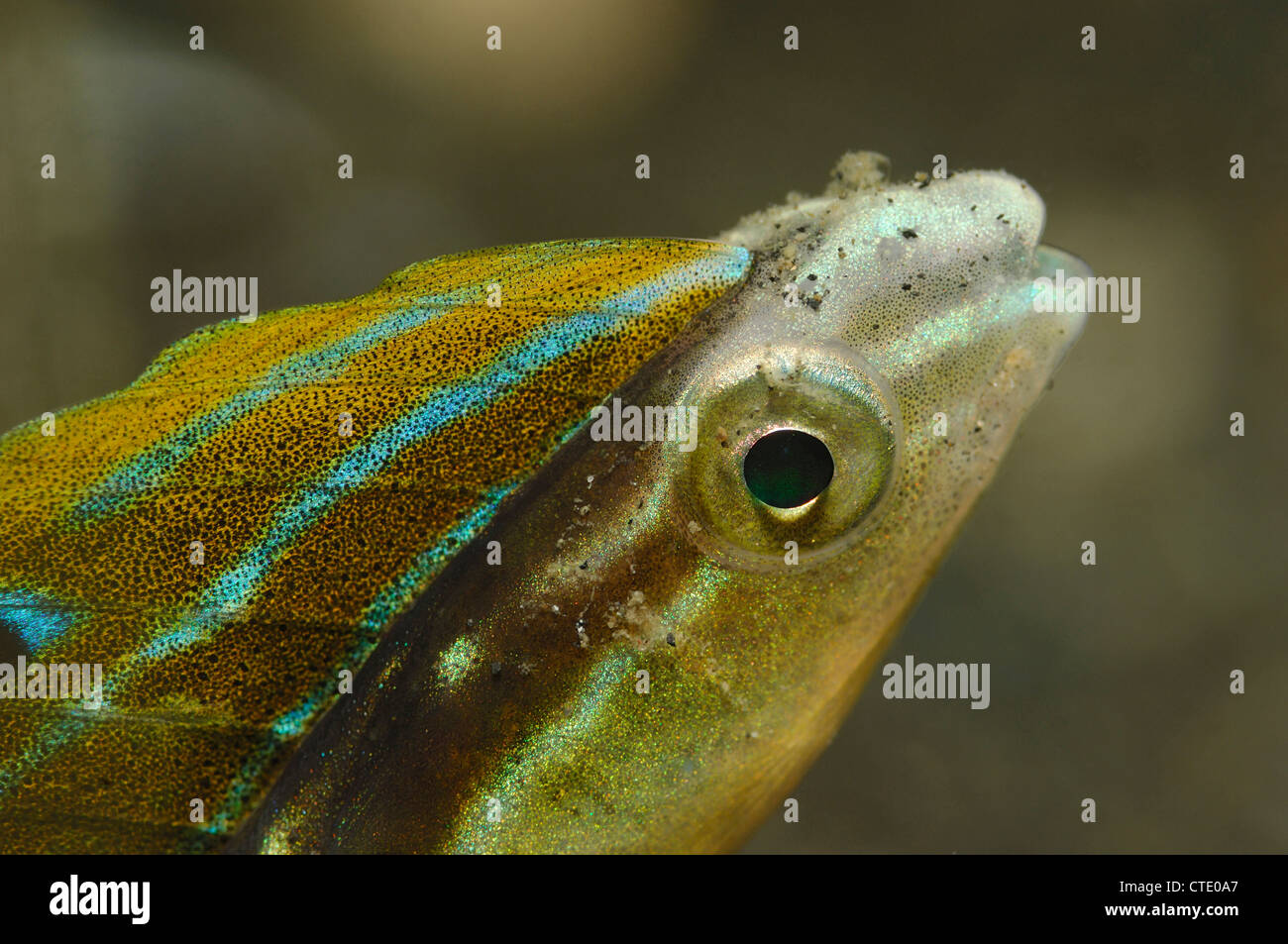 Head of Snake Blenny, Xiphasia setifer, Lembeh Strait, North Sulawesi ...