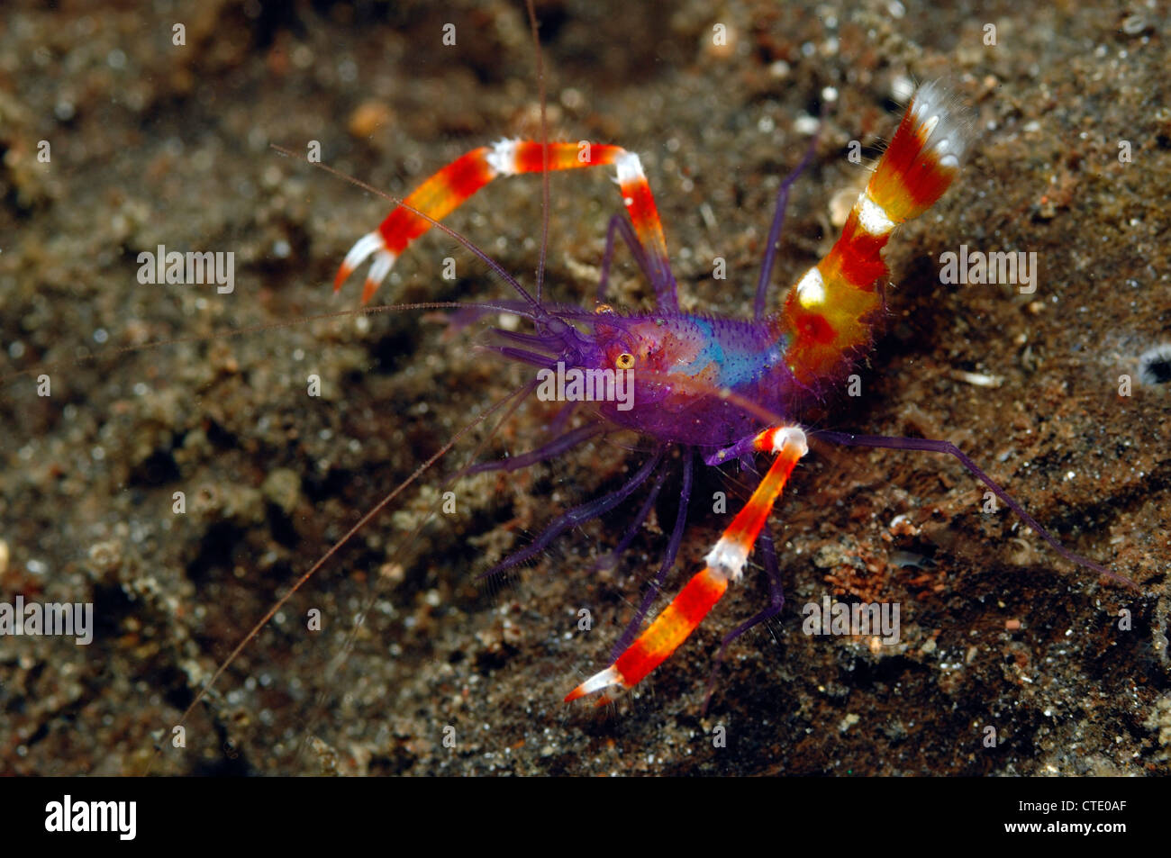 Blue Boxer Shrimp, Stenopus tenuirostris, Lembeh Strait, North Sulawesi ...