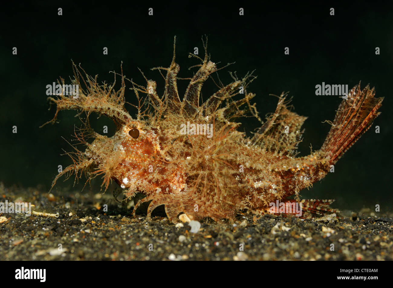 Ambon Scorpionfish, Pteroidichthys amboinensis, Lembeh Strait, North ...