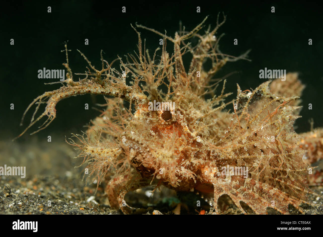 Ambon Scorpionfish, Pteroidichthys amboinensis, Lembeh Strait, North ...