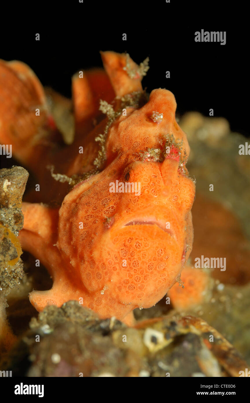Orange Painted Frogfish, Antennarius pictus, Lembeh Strait, North ...