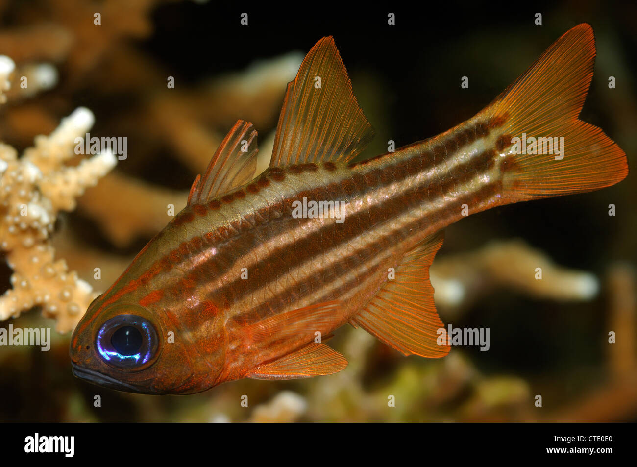Striped cardinalfish hi-res stock photography and images - Alamy