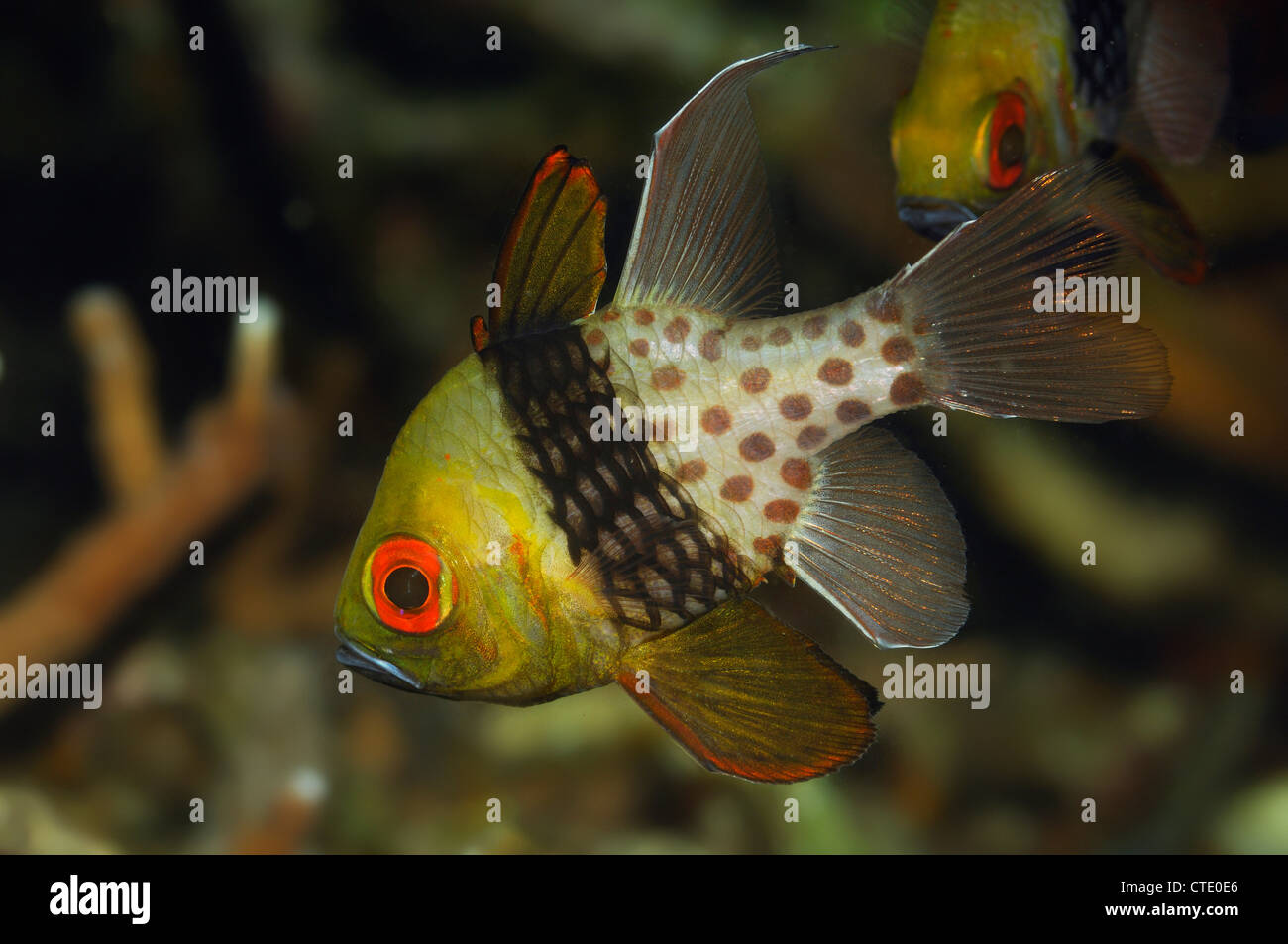 Pyjama Cardinalfish, Sphaeramia nematoptera, Lembeh Strait, North ...