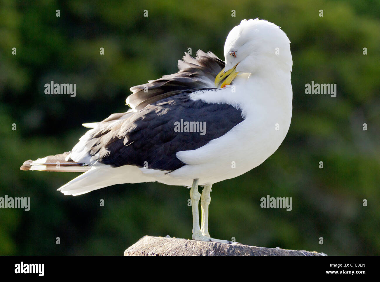 Southern black backed gulls hi-res stock photography and images - Alamy
