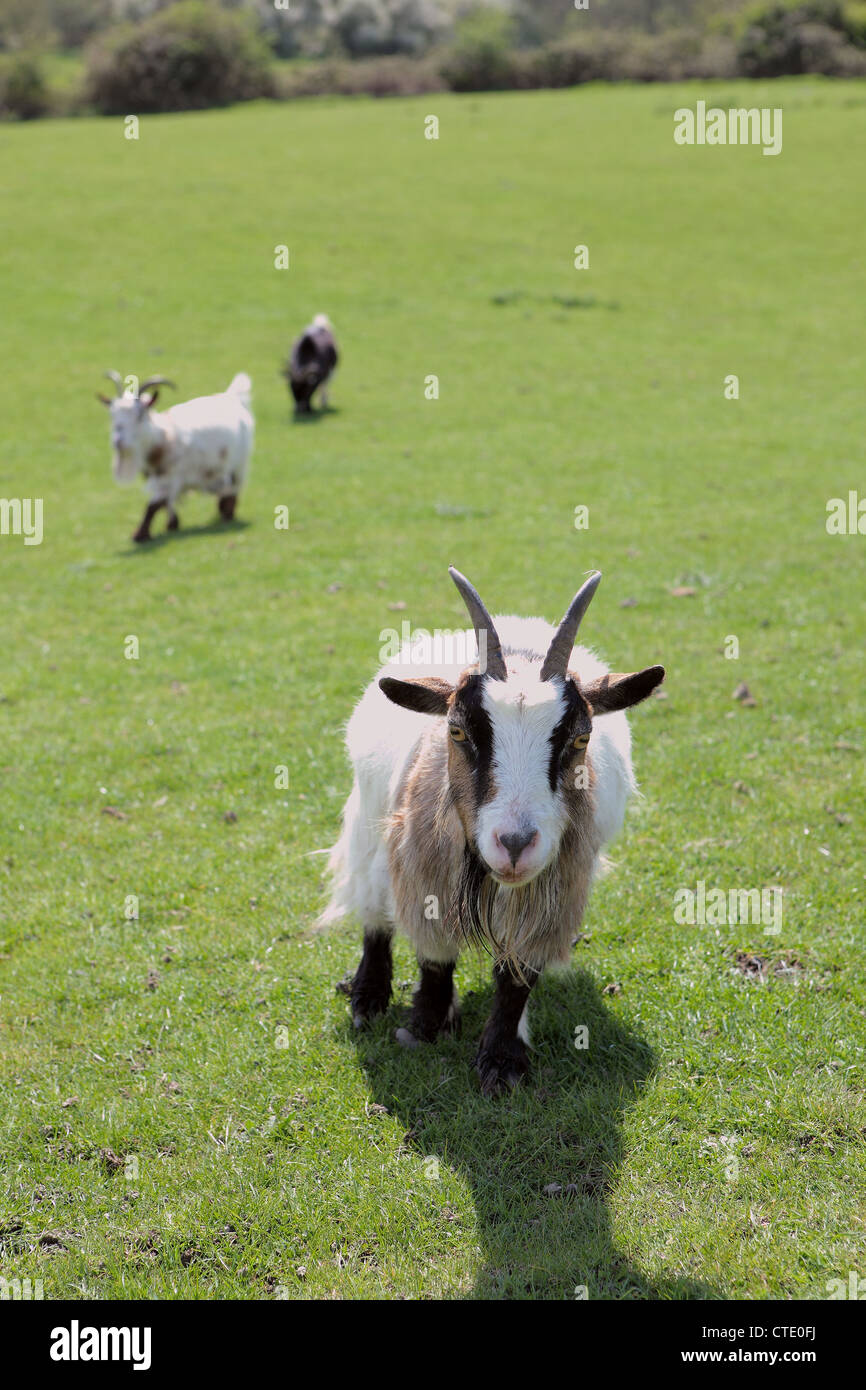 Three Pygmy goats in a field Stock Photo - Alamy
