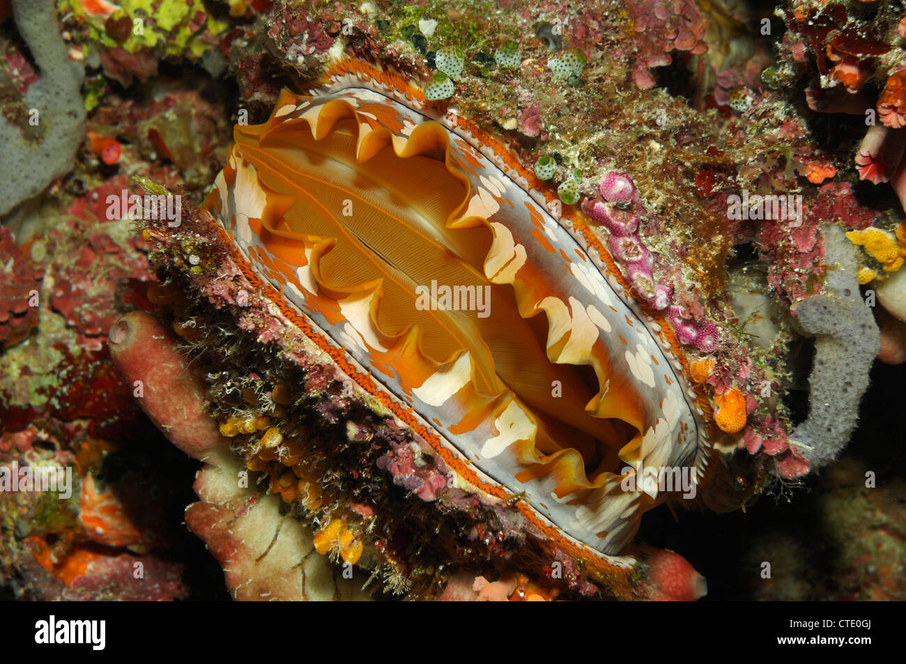 Thorny Oyster Clam, Spondylus varius, Lembeh Strait, North Sulawesi ...