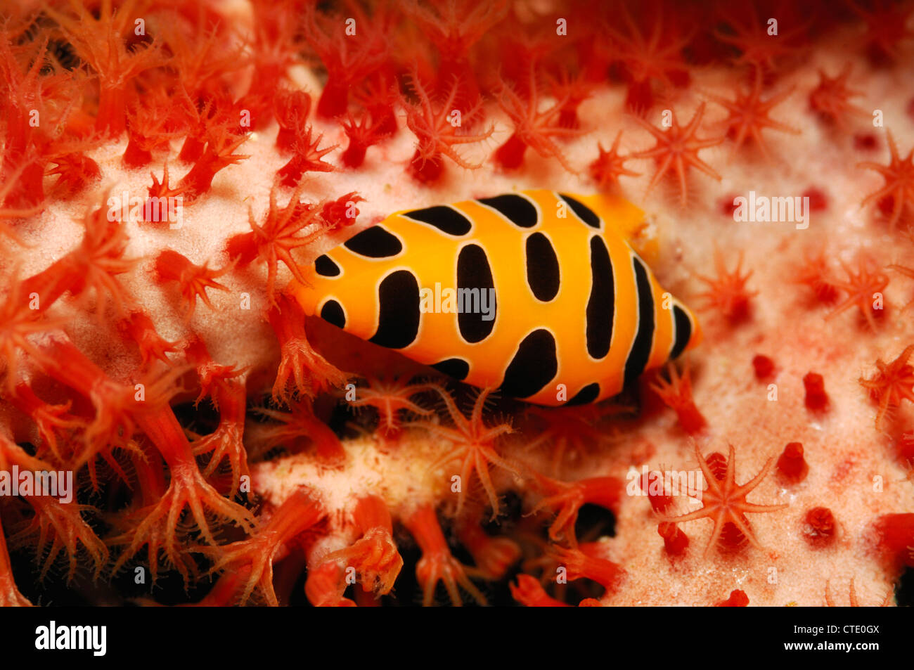 Tiger cowry shell hi-res stock photography and images - Alamy
