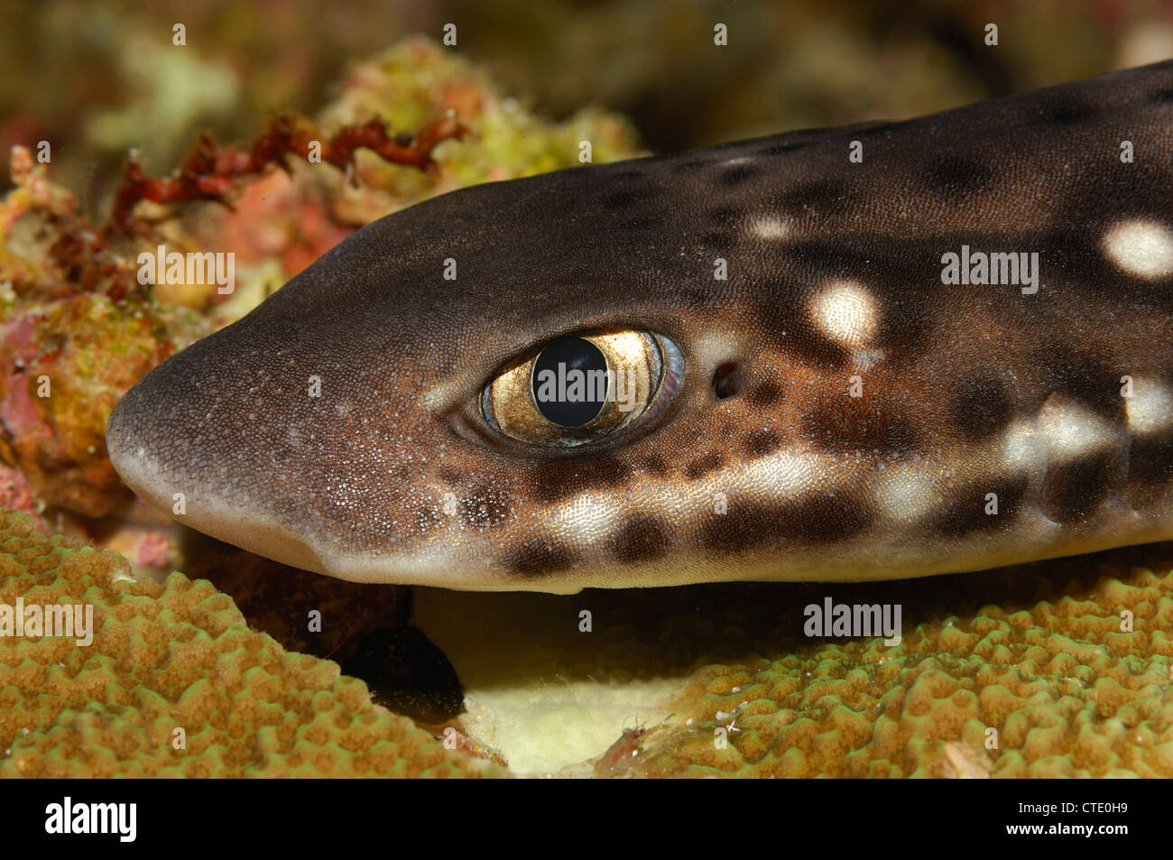 Coral Cat Shark, Atelomycterus marmoratus, Lembeh Strait, North ...