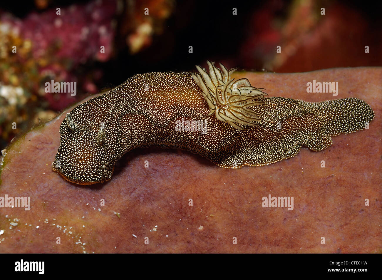 Glossodoris stellatus hi-res stock photography and images - Alamy