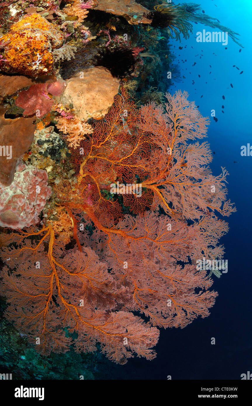 Seafan in Coral Reef, Melithaea sp., Bunaken, North Sulawesi, Indonesia ...